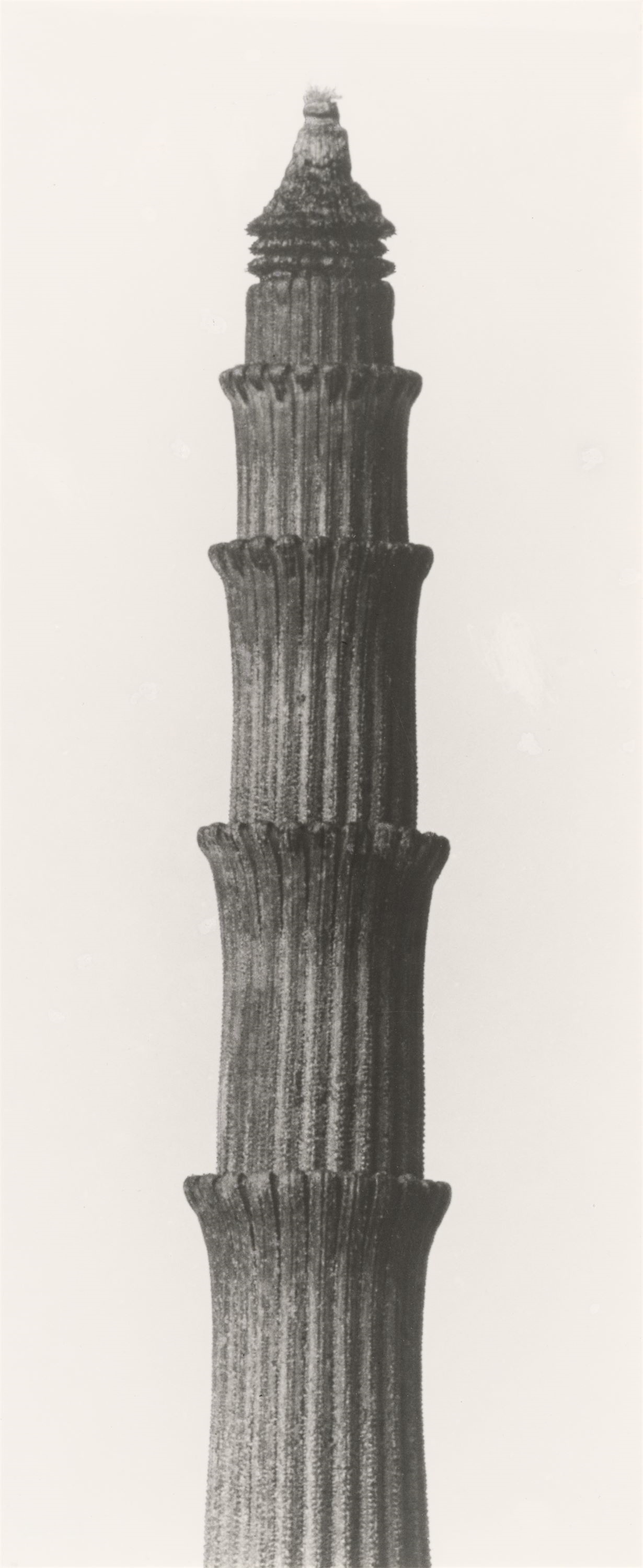 Karl Blossfeldt | ”Equisetum hyemale. Winterschachtelhalm”. | MutualArt