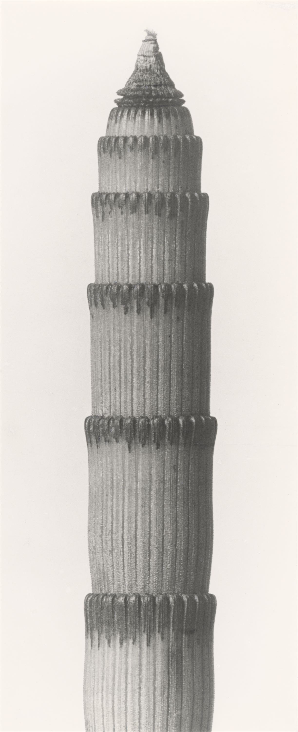 Karl Blossfeldt | ”Equisetum hyemale. Winterschachtelhalm”. | MutualArt