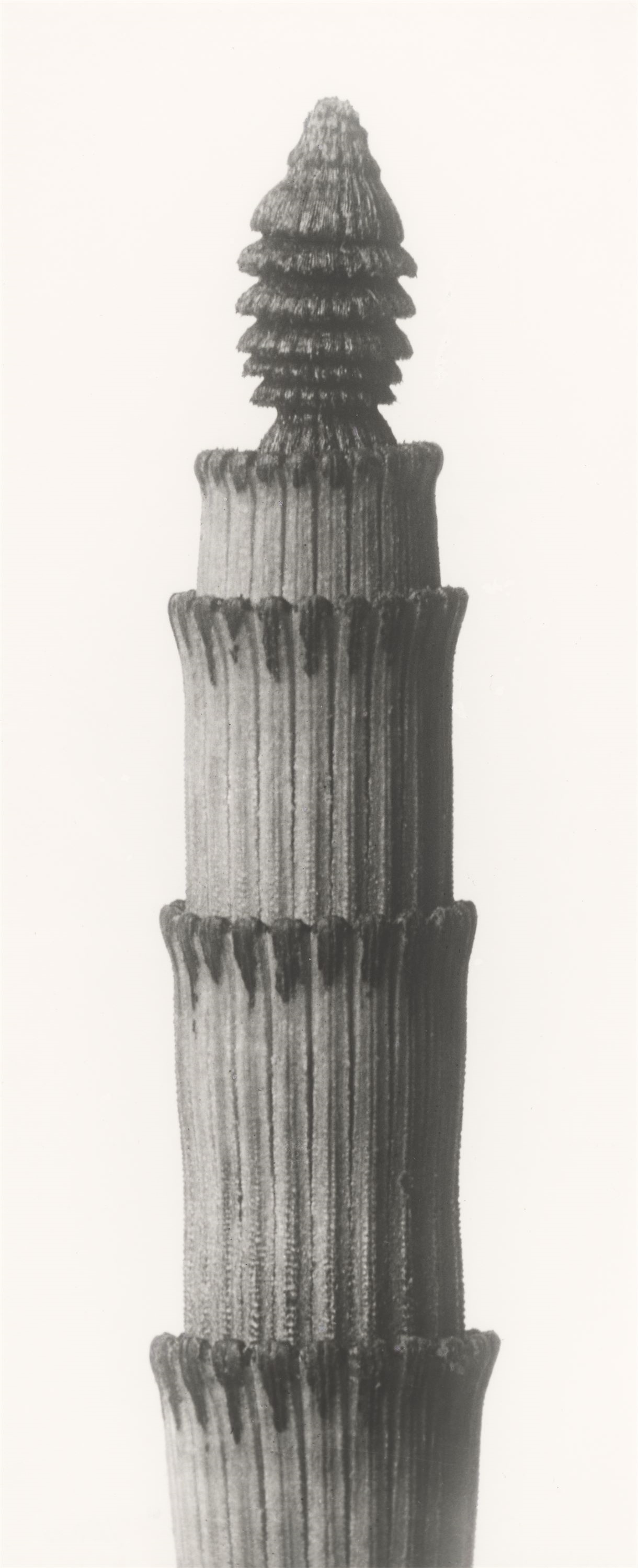 Karl Blossfeldt | ”Equisetum hyemale. Winterschachtelhalm”. | MutualArt