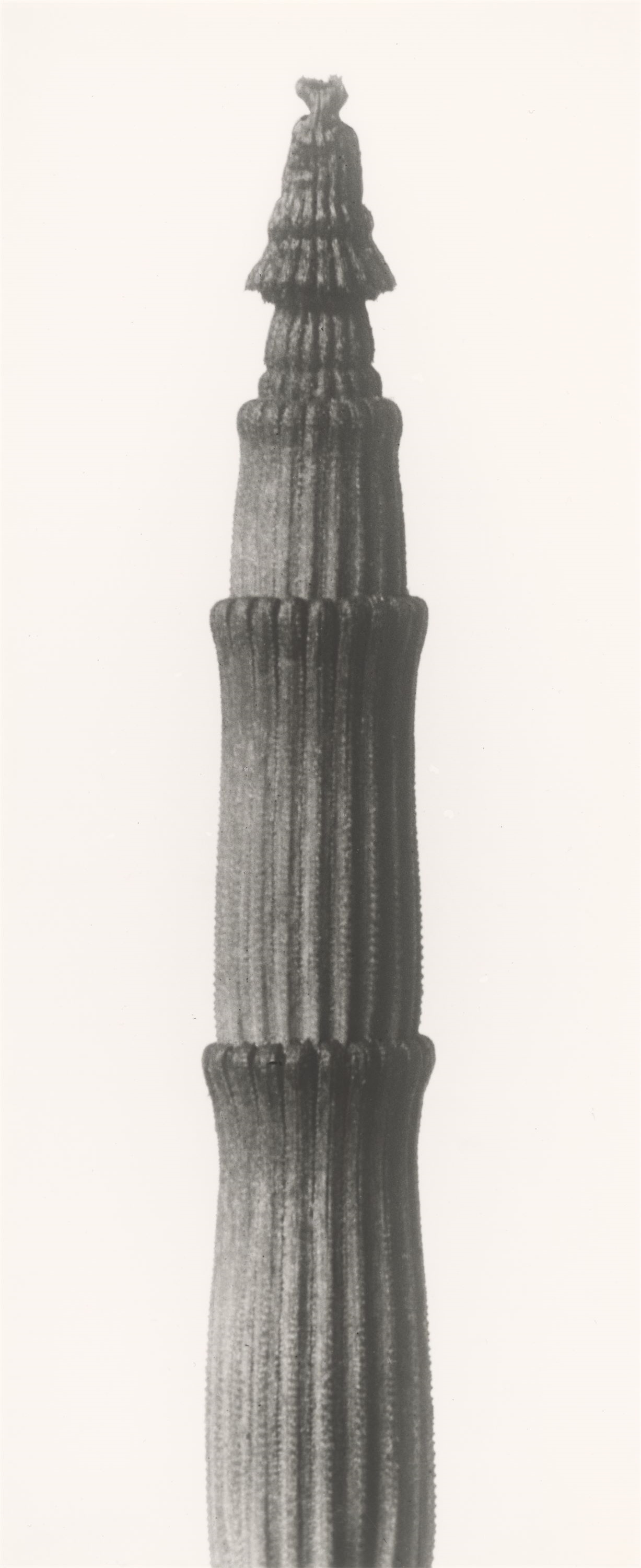 Karl Blossfeldt | ”Equisetum hyemale. Winterschachtelhalm”. | MutualArt