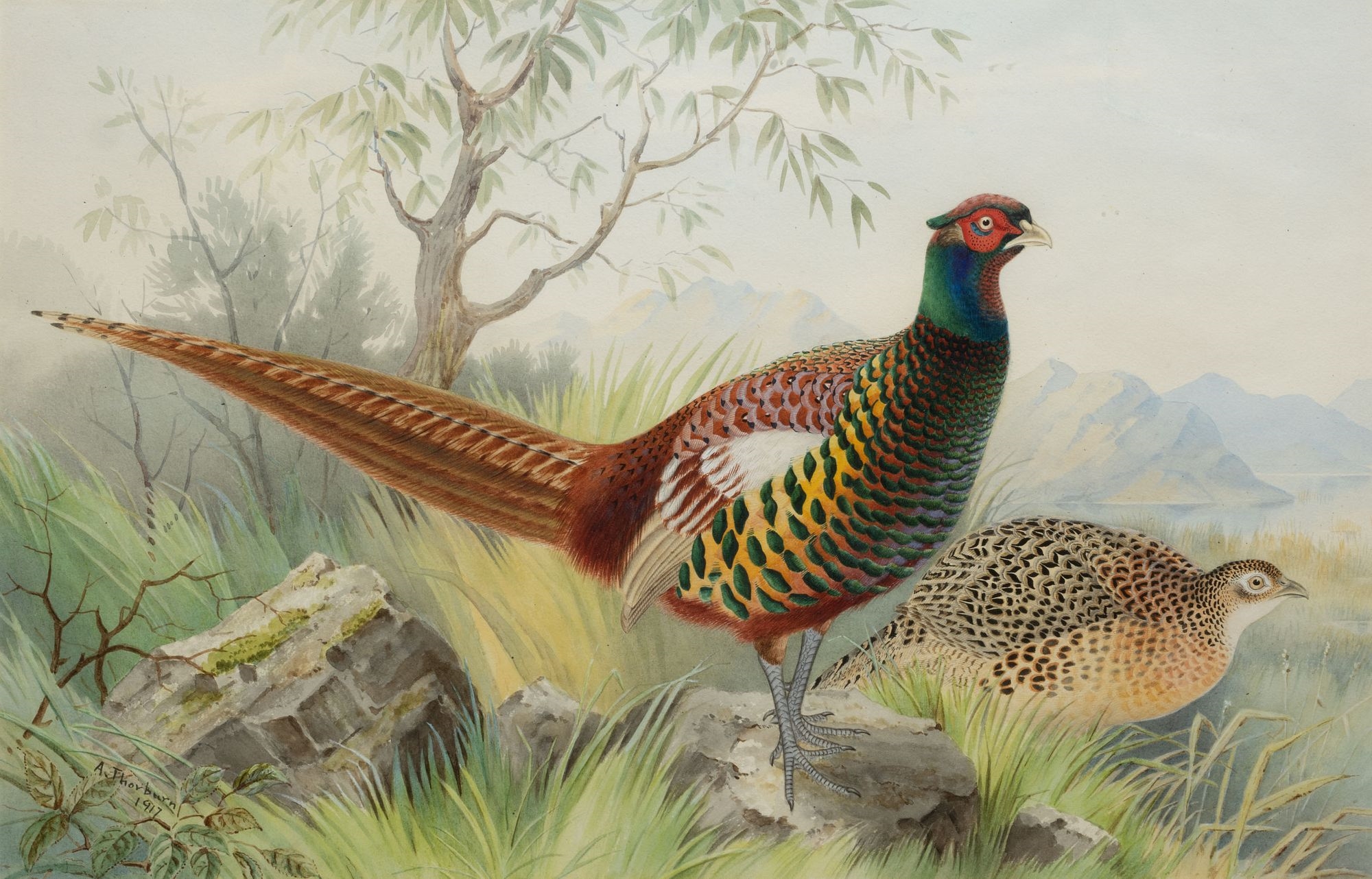 Archibald Thorburn | SPORTING SCENE OF PHEASANTS (1917) | MutualArt