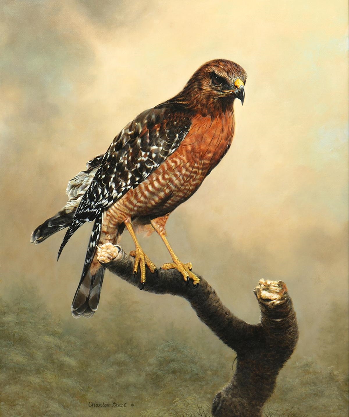 Charles Frace | Charles Frace 'Red Shouldered Hawk' Painting 1978 (1978 ...