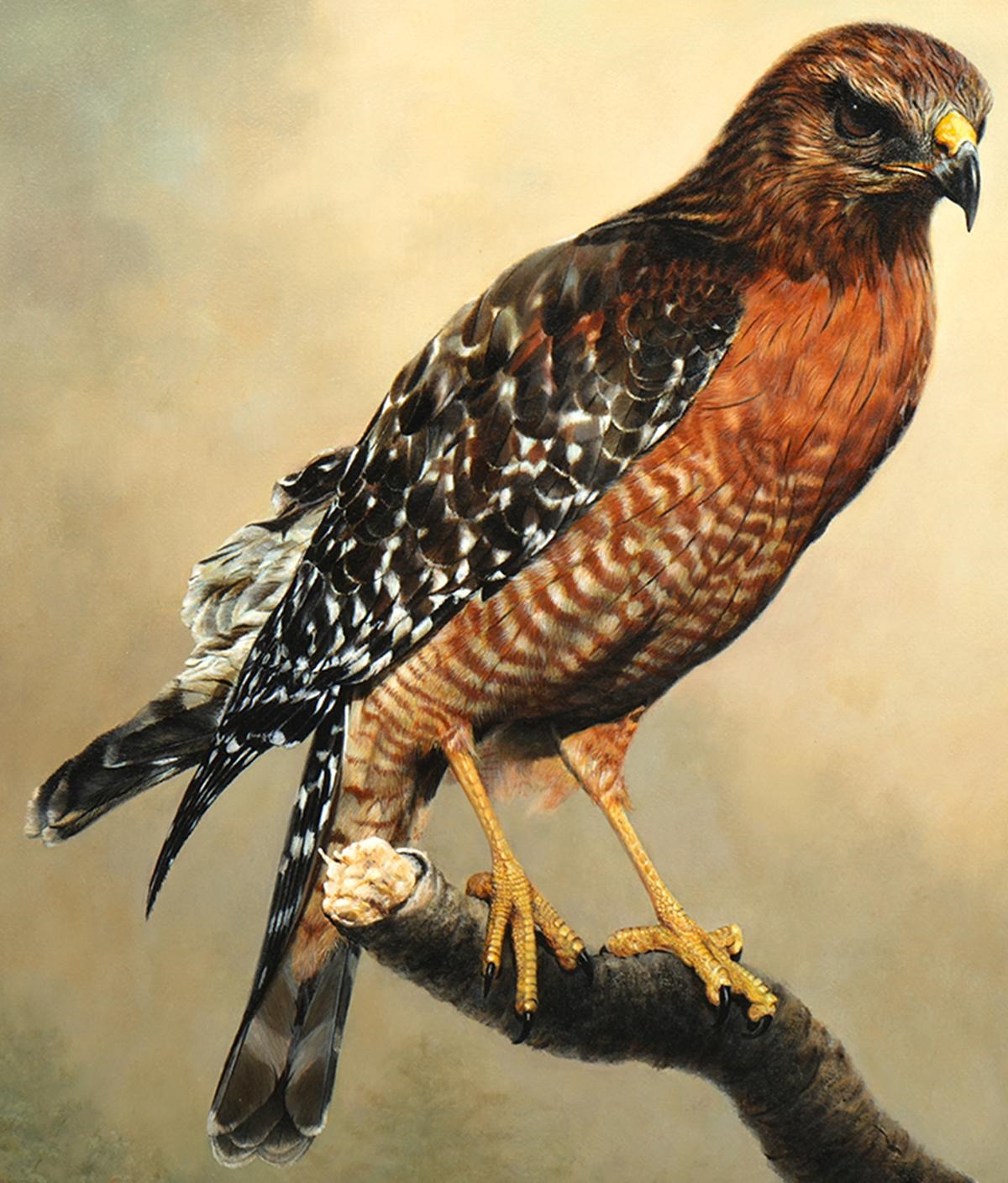 Charles Frace | Charles Frace 'Red Shouldered Hawk' Painting 1978 (1978 ...