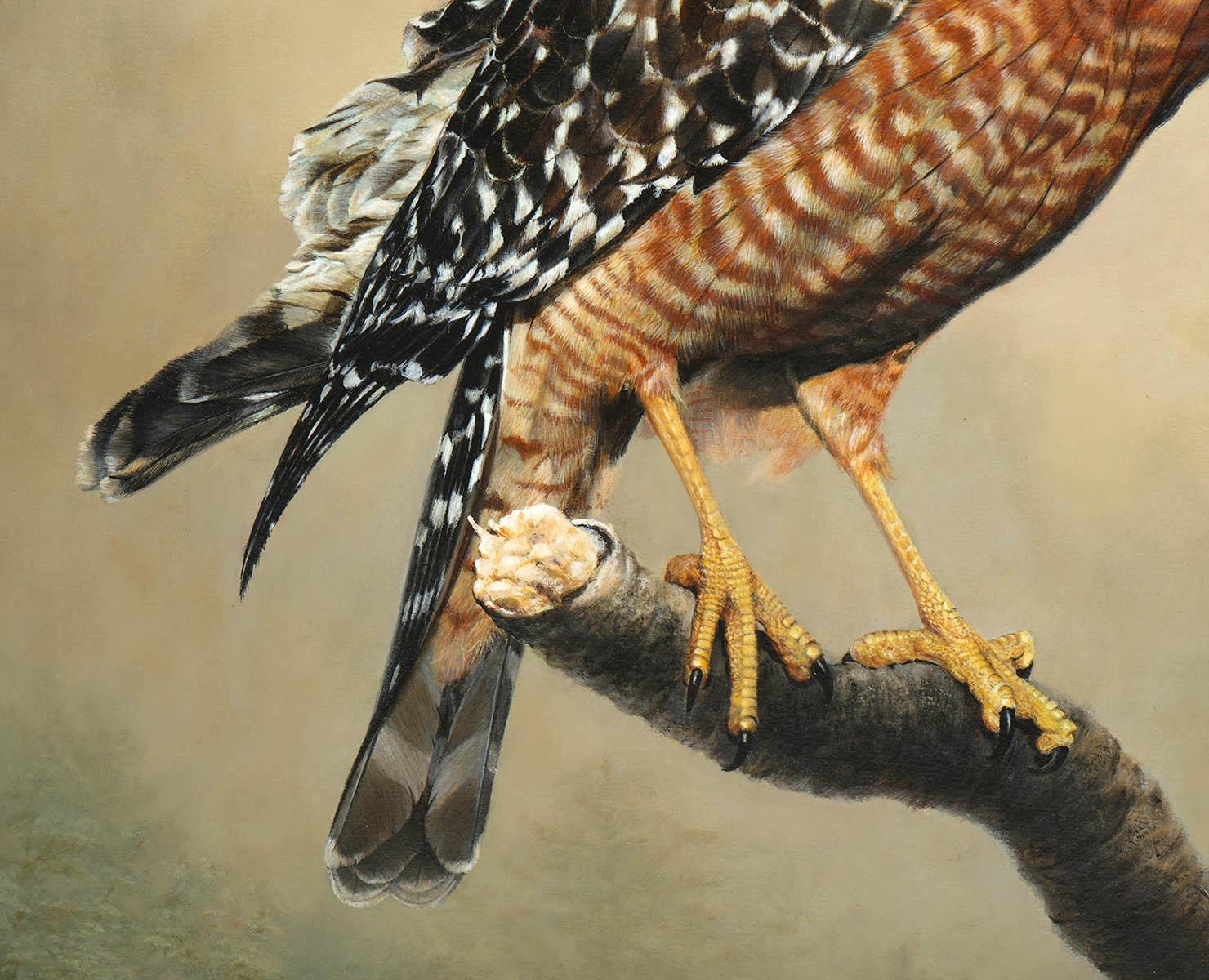 Charles Frace | Charles Frace 'Red Shouldered Hawk' Painting 1978 (1978 ...