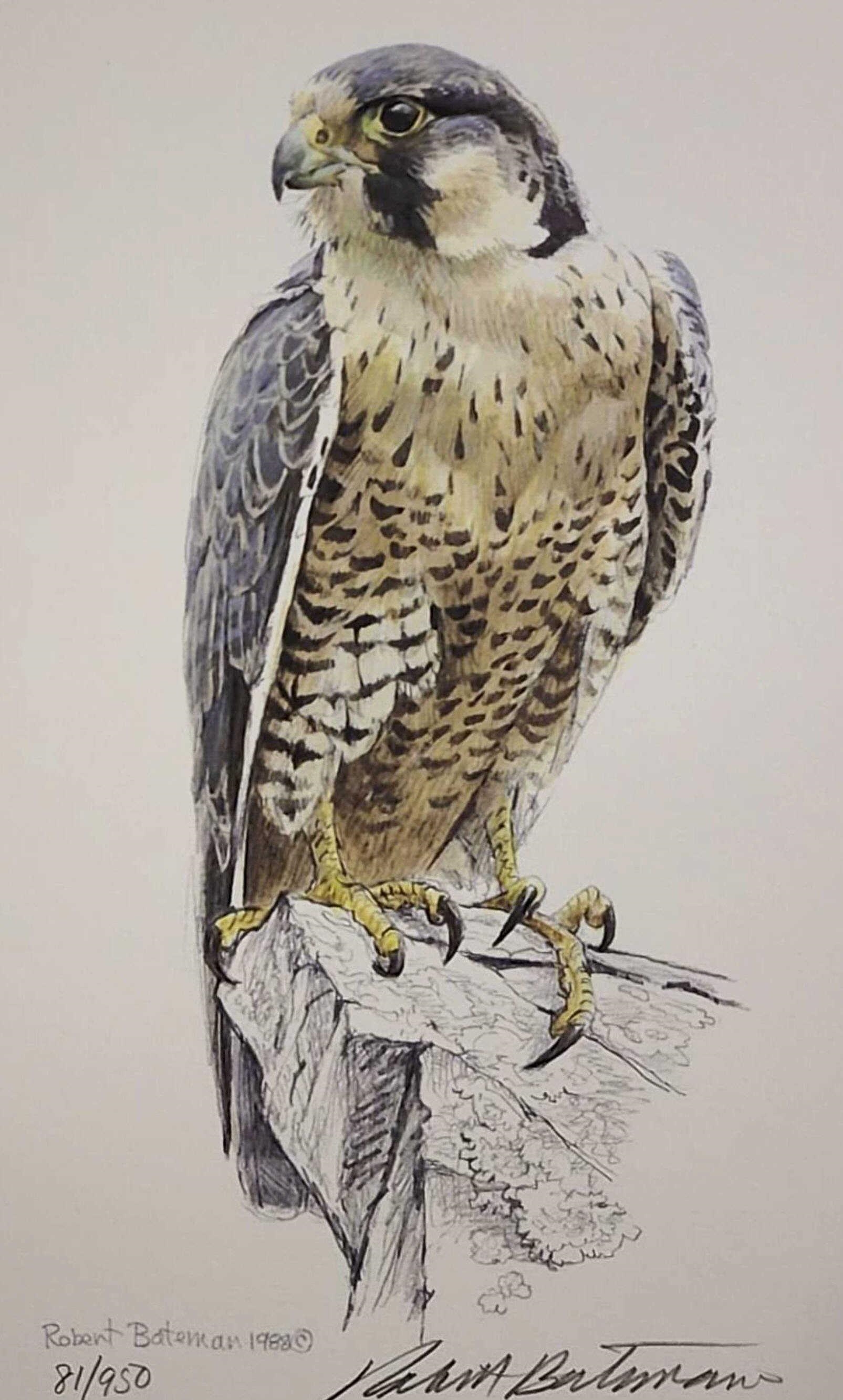 Robert Bateman | Peregrine Falcon | MutualArt