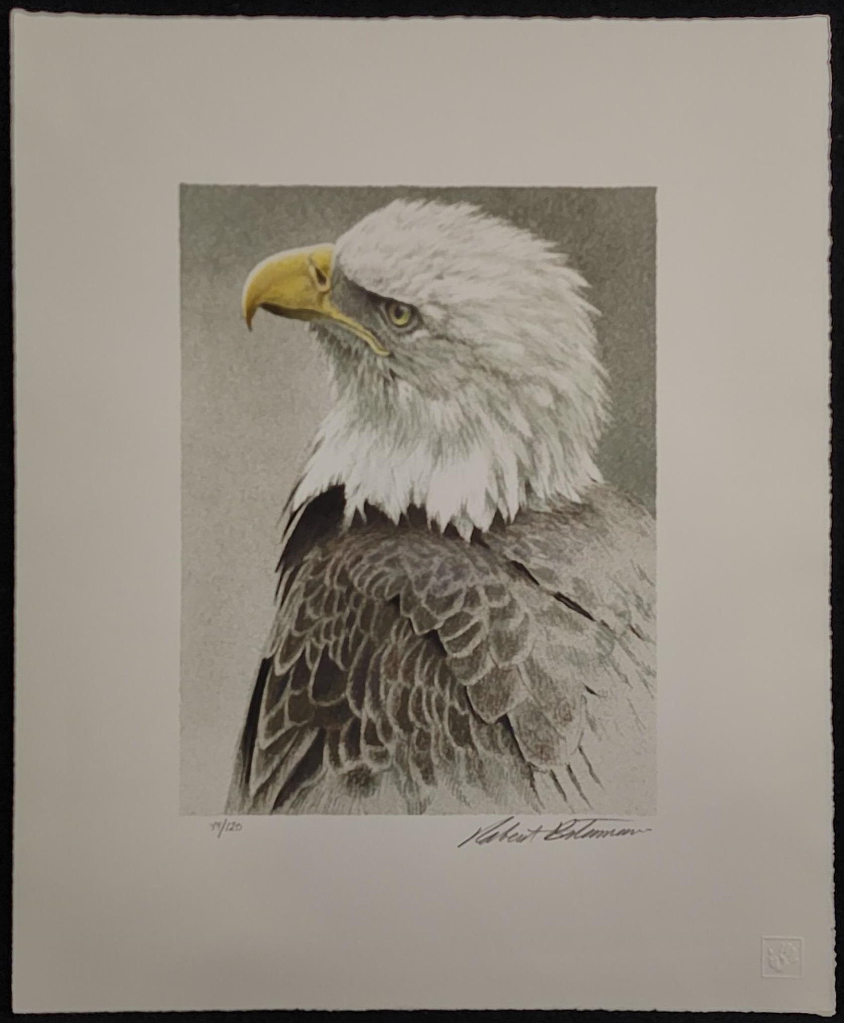 Robert Bateman | Bald Eagle | MutualArt