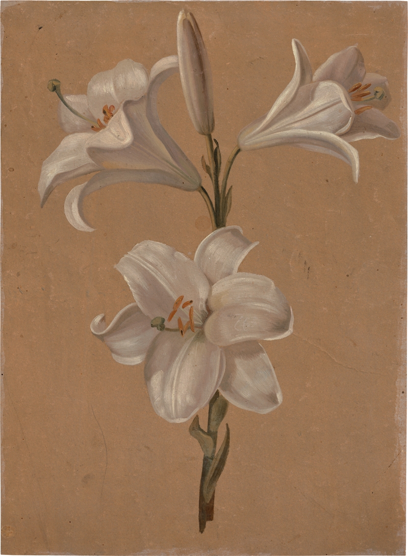 German School, 19th Century | Weiße Lilie (Madonnenlilie) | MutualArt
