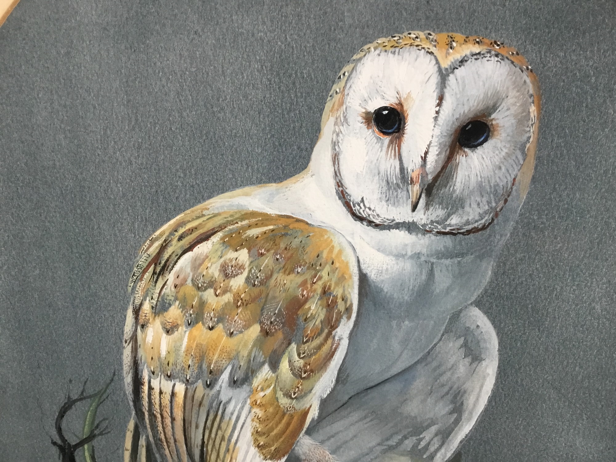 Kenneth Smith | Barn owl (88) | MutualArt