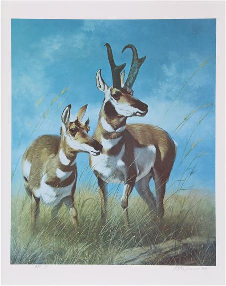 Peter Darro | Pronghorn Antelope (1979) | MutualArt
