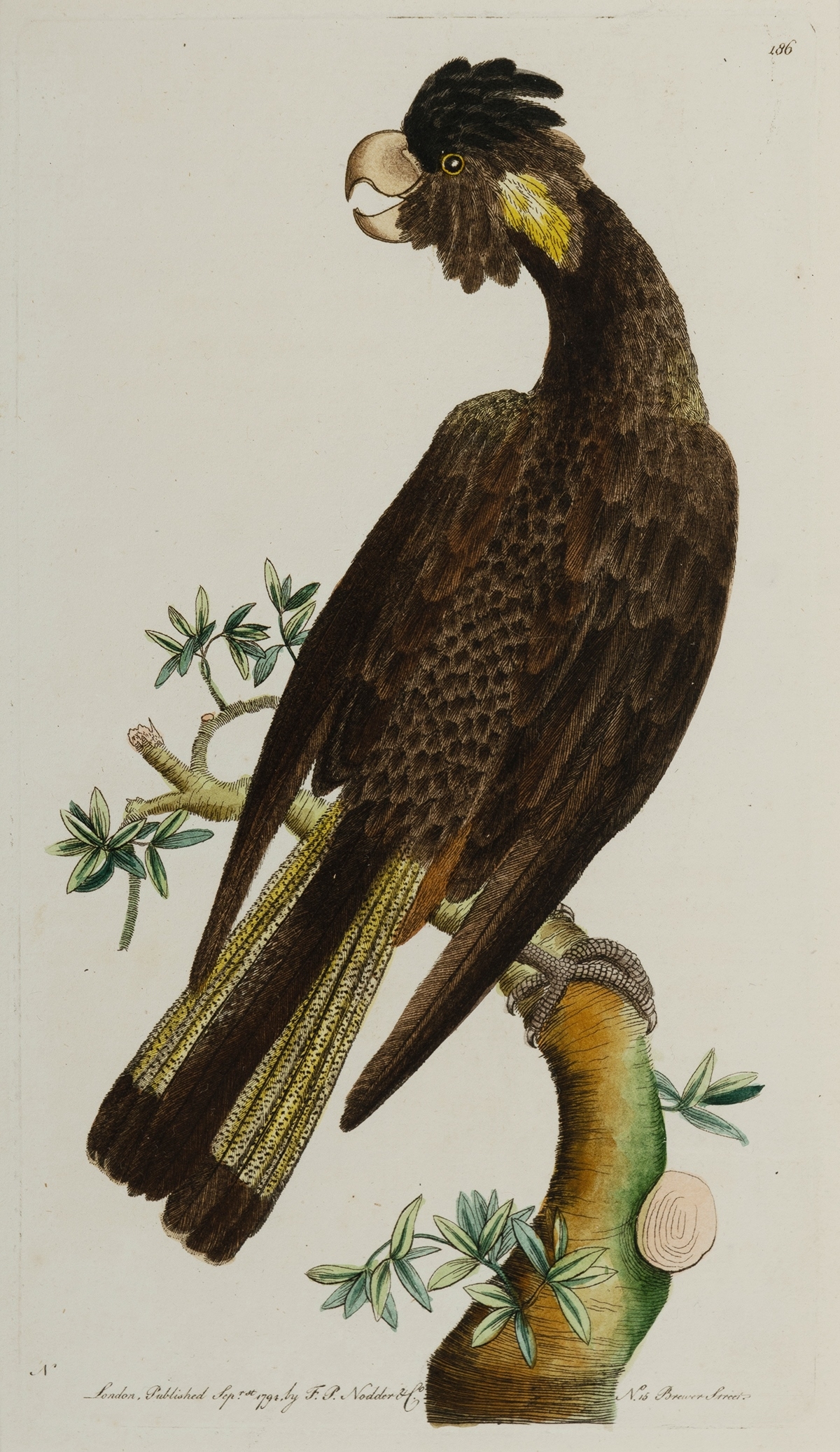 Frederick P. Nodder | The Magnificent Cockatoo | MutualArt