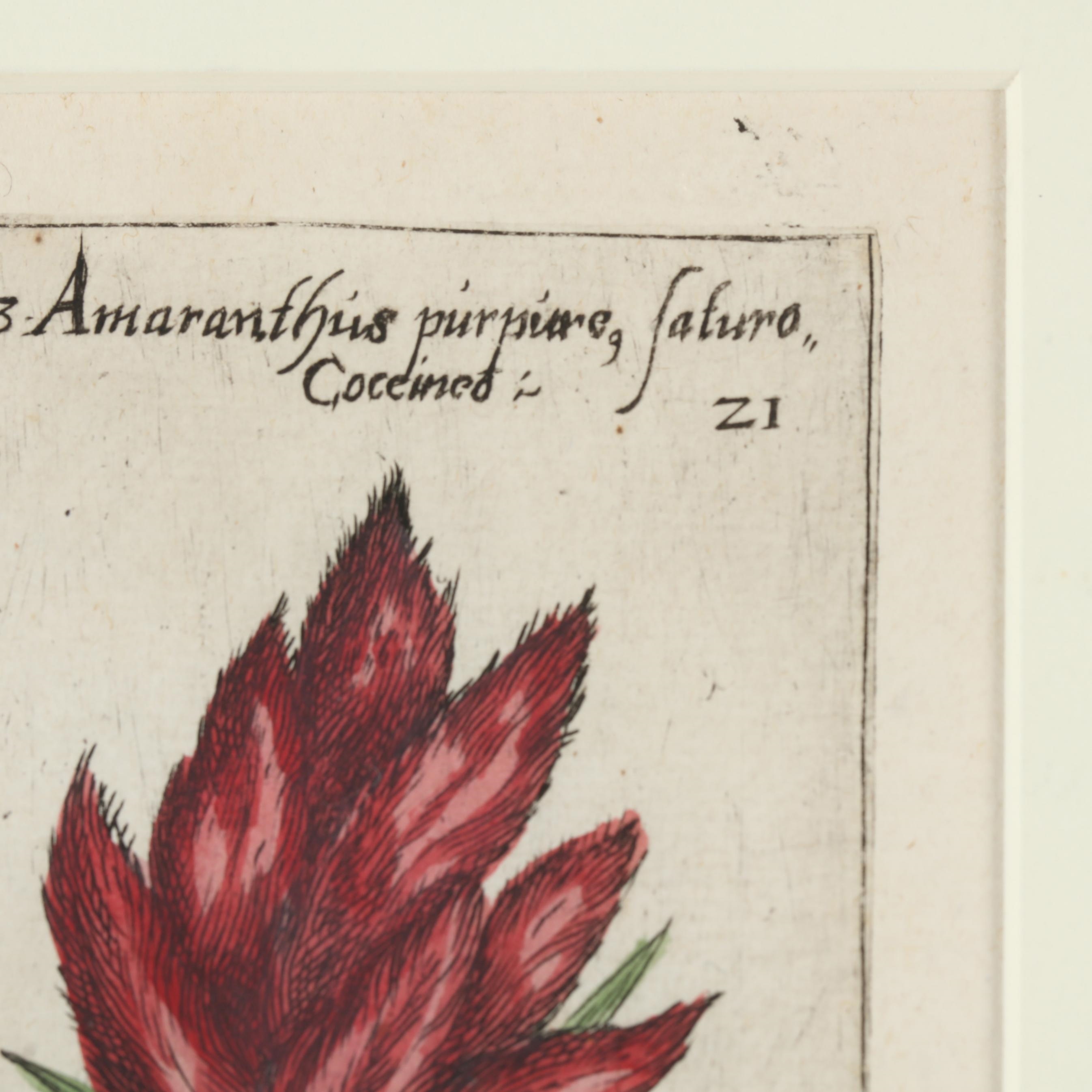 Emanuel Sweert | Five Floral Engravings from Florilegium | MutualArt