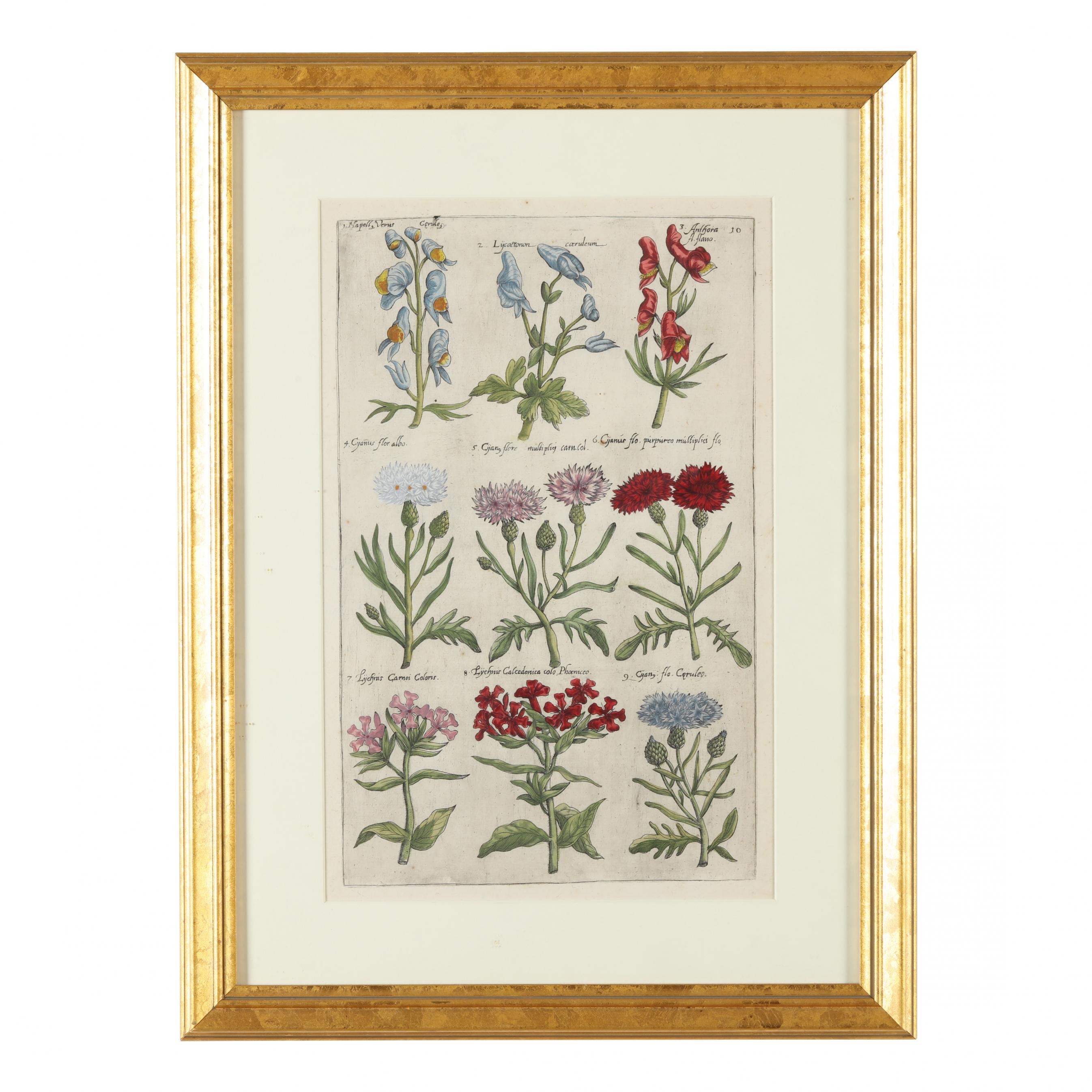 Emanuel Sweert | Five Floral Engravings from Florilegium | MutualArt