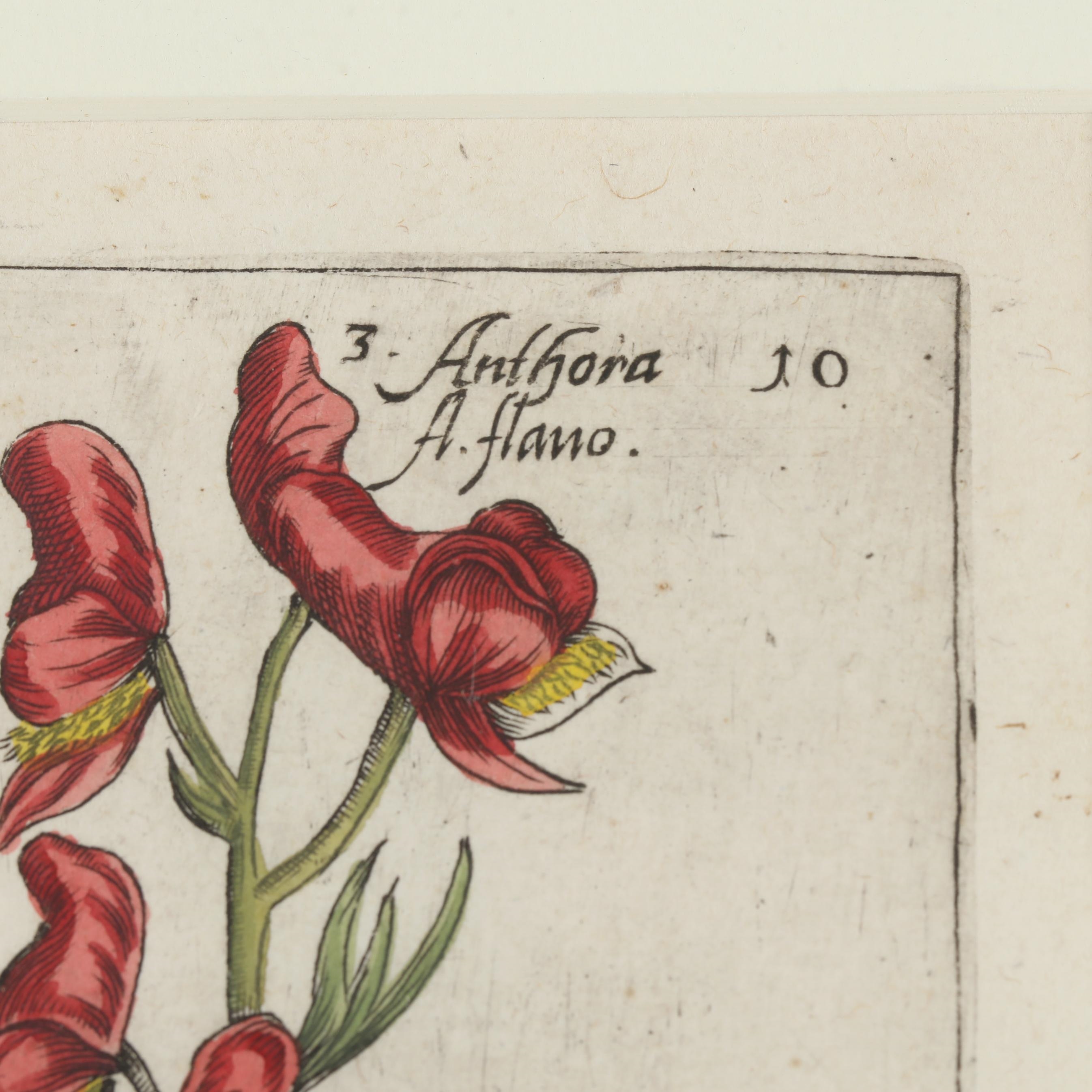 Emanuel Sweert | Five Floral Engravings from Florilegium | MutualArt