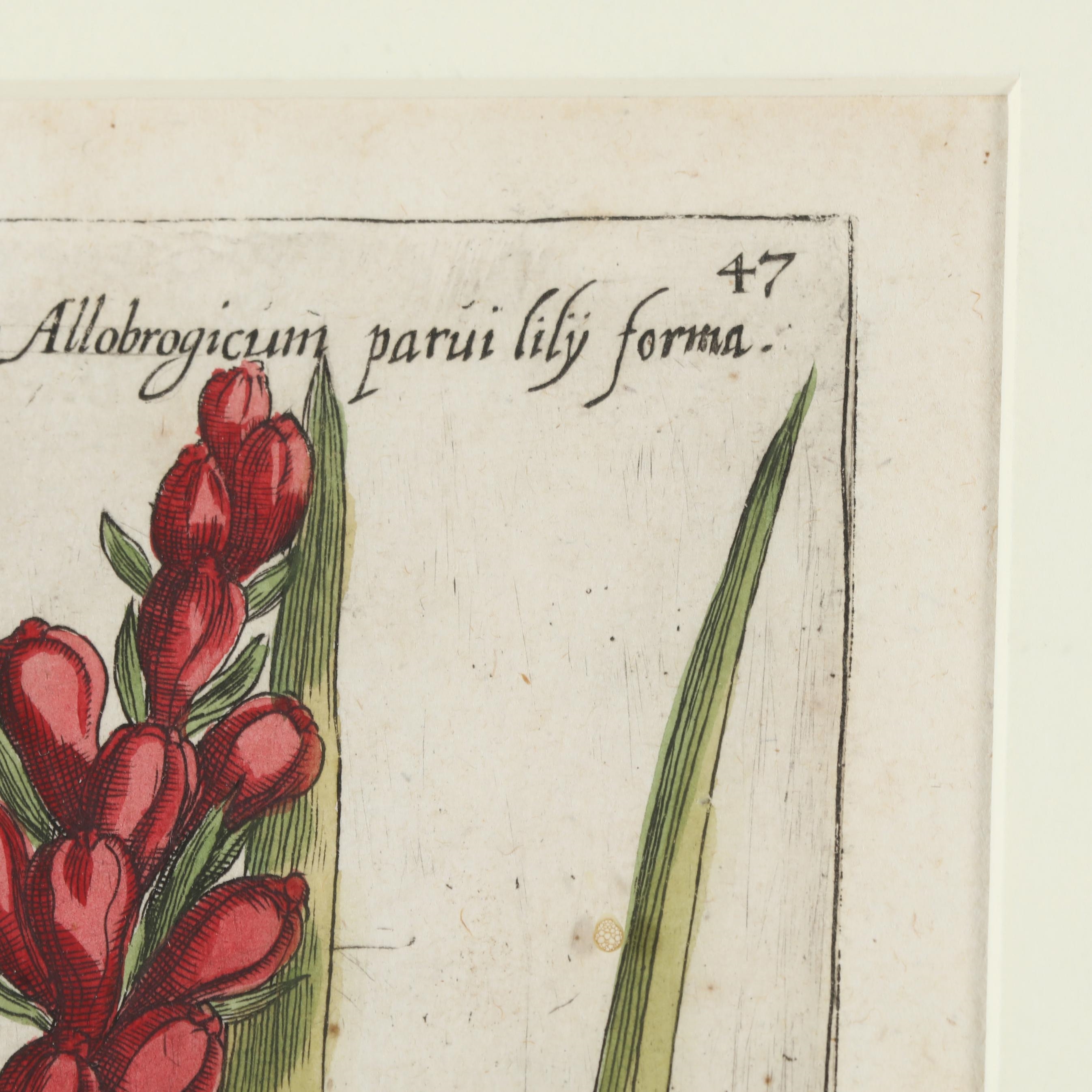 Emanuel Sweert | Five Floral Engravings from Florilegium | MutualArt