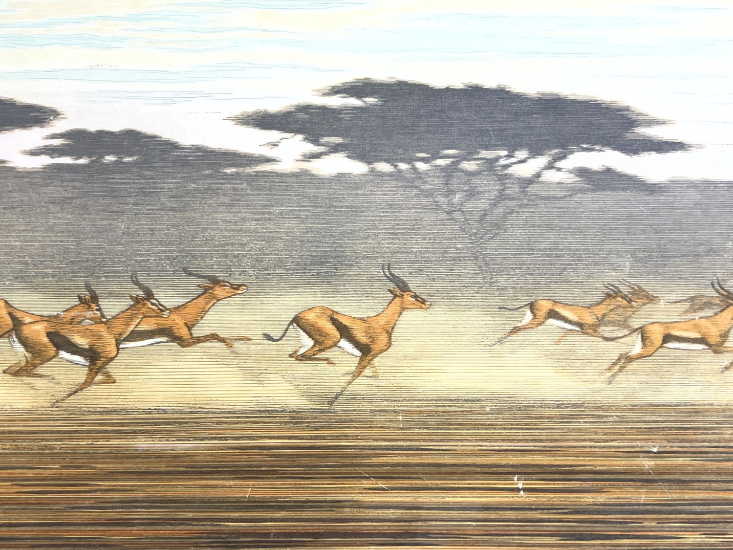 Toshi Yoshida | TOSHI YOSHIDA title THOMPSONS GIZELLE wood block africa ...
