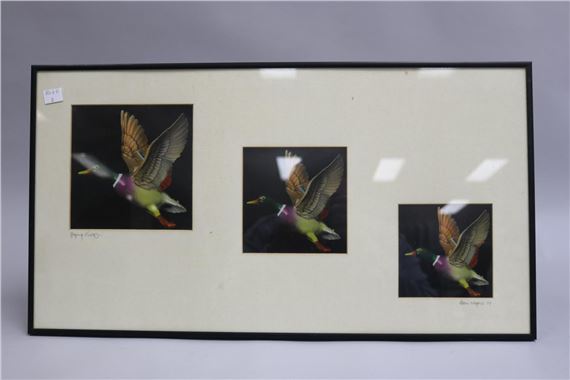 Robin Nichols | Flying ducks | MutualArt