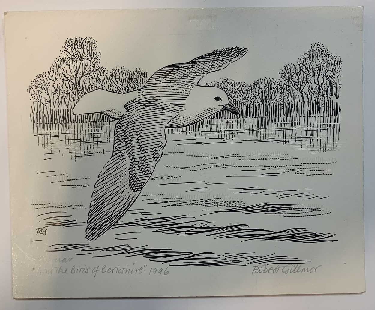 Robert Gillmor | Study of an Arctic Skua for The Arctic Skua | MutualArt