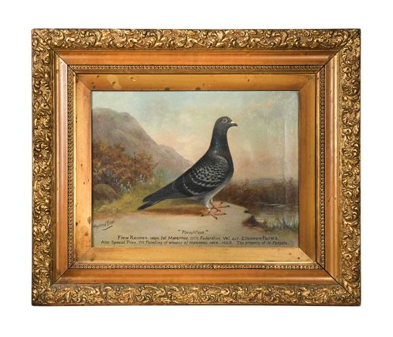 Andrew Beer | Portrait of the racing pigeon Thoughtless | MutualArt