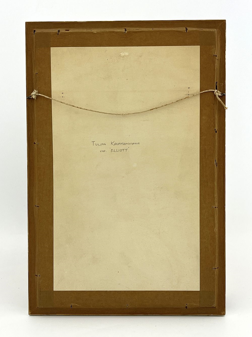 Raymond Booth | Tulippa Kaufmanniana var 'Elliott' (1956) | MutualArt