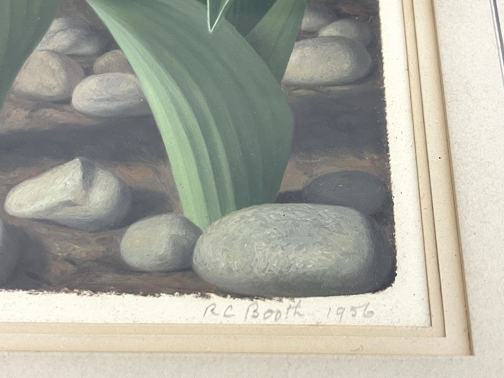 Raymond Booth | Tulippa Kaufmanniana var 'Elliott' (1956) | MutualArt