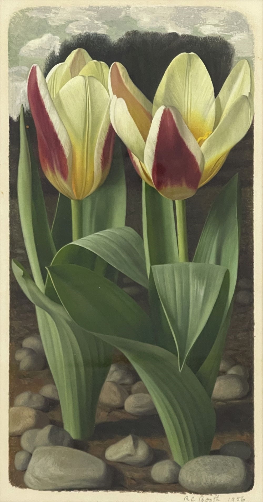 Raymond Booth | Tulippa Kaufmanniana var 'Elliott' (1956) | MutualArt