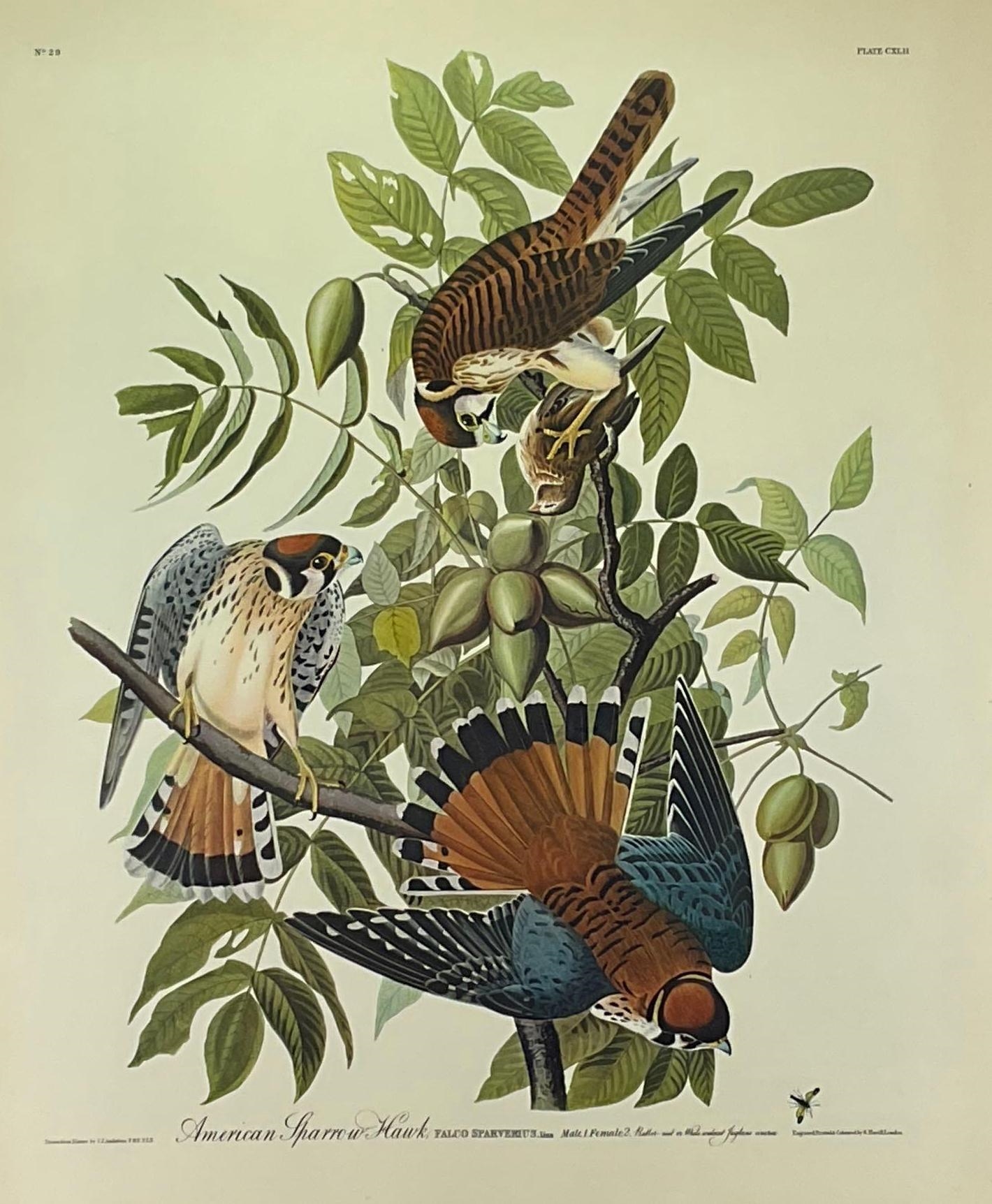 John James Audubon | American Sparrow Hawk | MutualArt