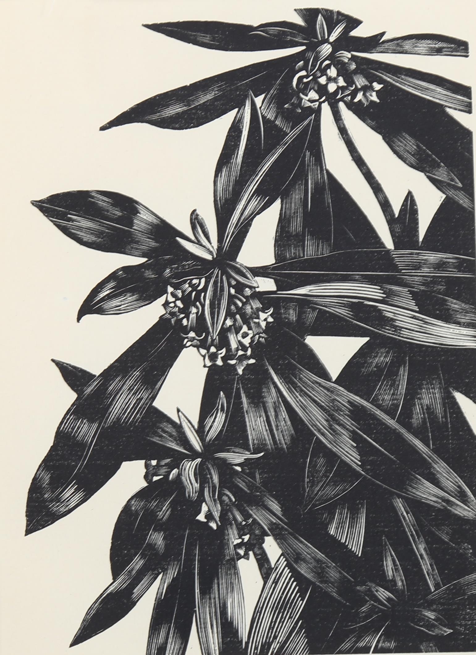 John Northcote Nash | The Spurge Laurel (1927) | MutualArt