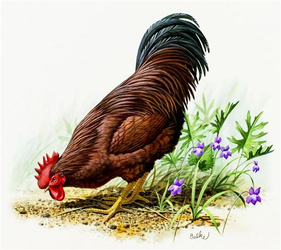 Don Balke | Rhode Island Red and Violet (1985) | MutualArt