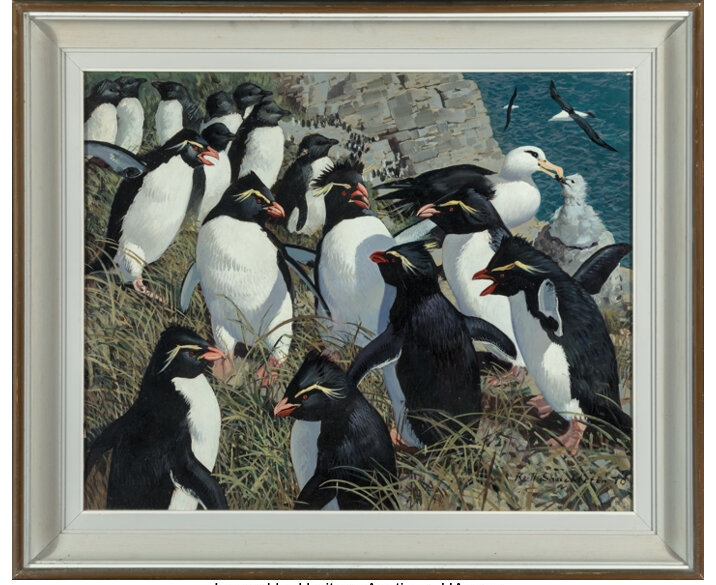 Keith Shackleton | Rockhopper penguins | MutualArt
