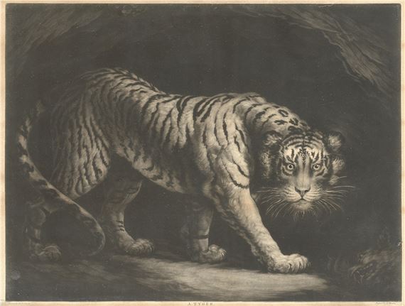 James Northcote | A Tyger (1790) | MutualArt