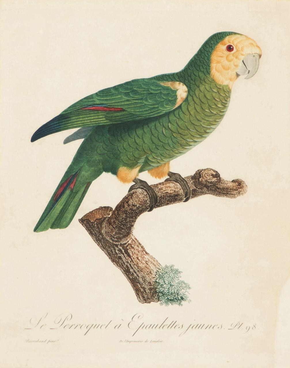 Jacques Barraband | Histoire Naturelle des Perroquets | MutualArt
