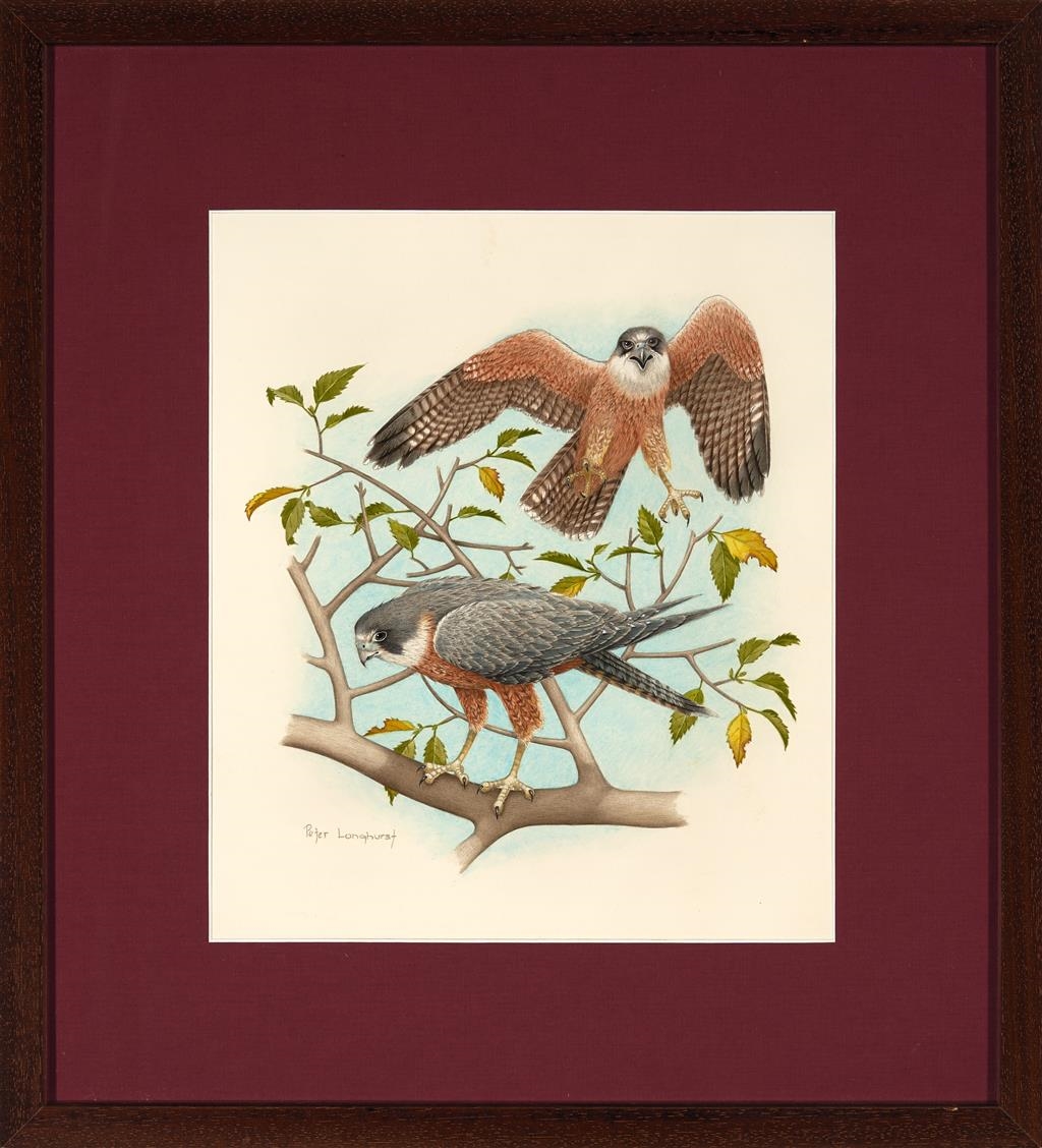 Peter Longhurst | Falco Longipennis (1988) | MutualArt