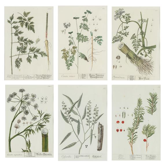 Elizabeth Blackwell | Six Antique Botanical Engravings | MutualArt