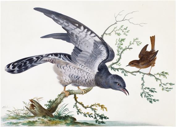 Johannes Bronkhorst | A cuckoo and a wren | MutualArt