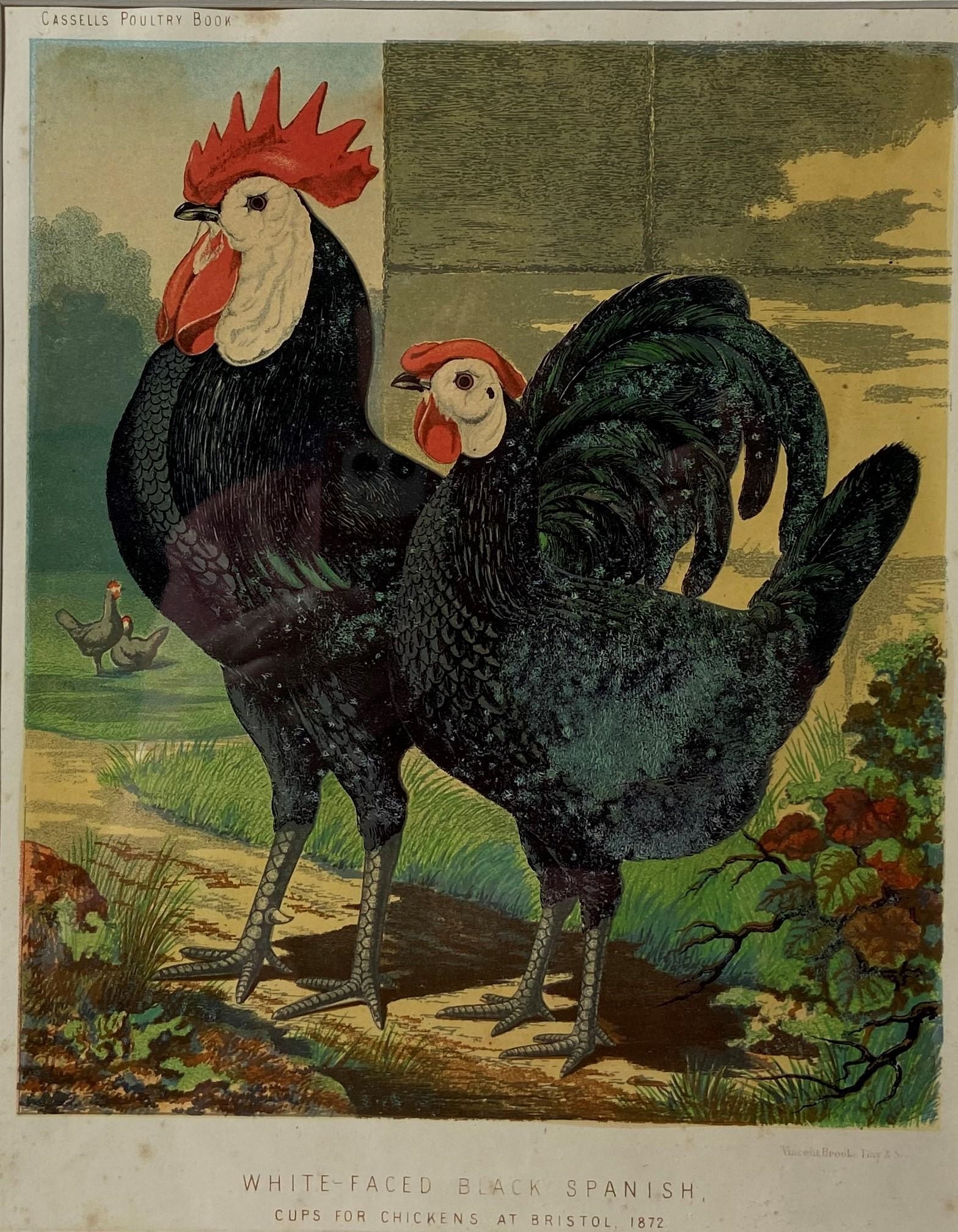 Joseph Williamson Ludlow | White-Faced Black Spanish, Cups for Chickens ...