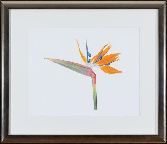 Rory Spence | strelitzia reginae bird of paradise flower (1984) | MutualArt