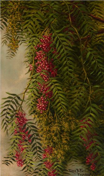 Ellen Burpee Farr | Pepper tree | MutualArt