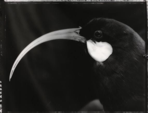 Fiona Pardington | Portrait of a Female Huia (2005) | MutualArt