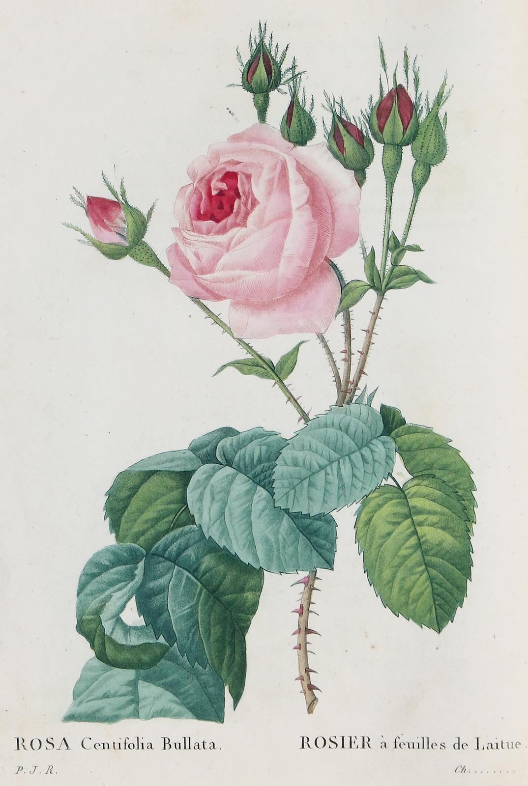 Pierre-Joseph Redouté | Les Roses | MutualArt