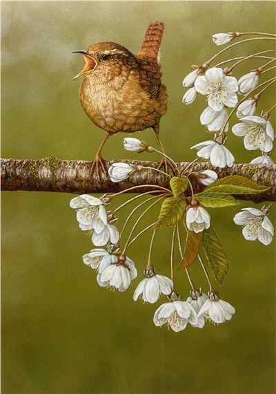 Robert E. Fuller | Wren on Cherry Blossom | MutualArt