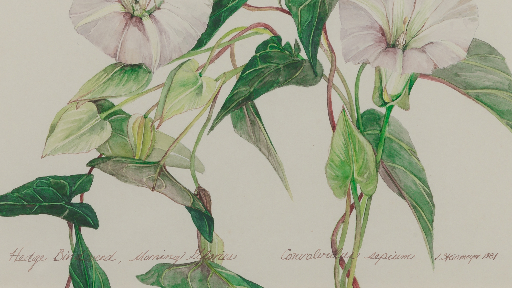 James M. Steinmeyer | Century Lilium, Starburst Lily | MutualArt