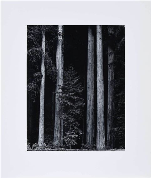 David Muench | Sequoia Sempervirens (1981) | MutualArt