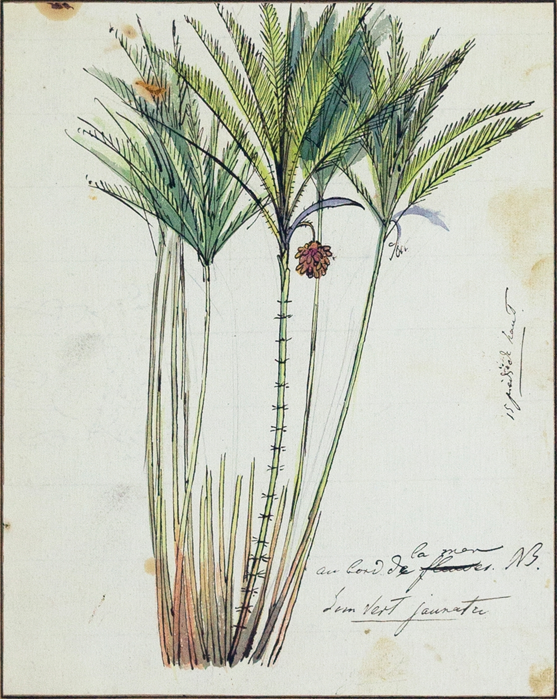 Louis Choris | Palm Trees | MutualArt