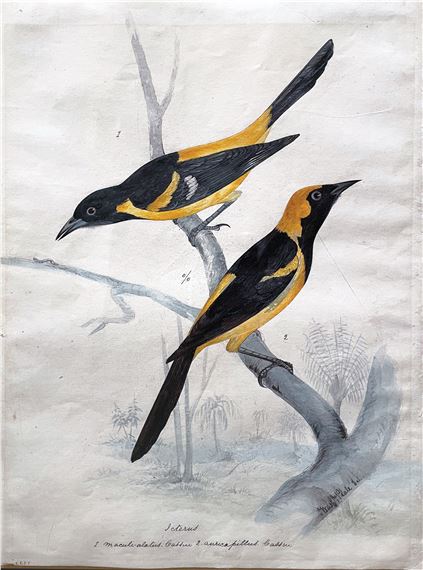 Peale Washington | Icterus 1. Maculi-alatus. Cassin 2. Auricapillus ...