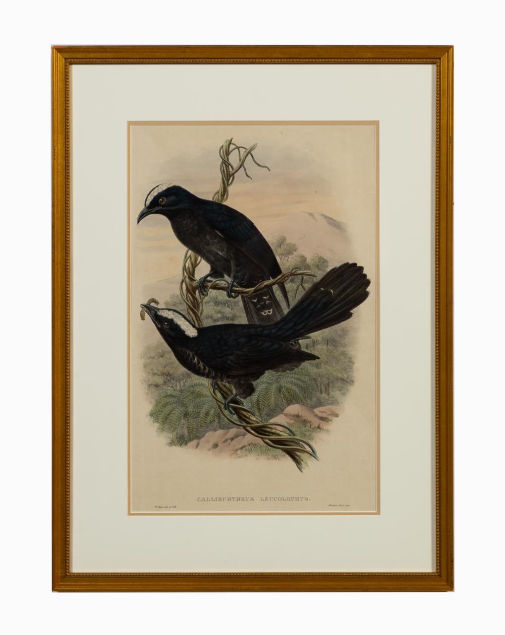 William Matthew Hart | AFTER WILLIAM HART, CALLIECHTHRUS LEUCOLOPHUS ...