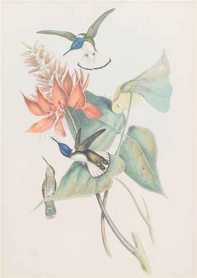 John James Audubon | Humming Birds | MutualArt