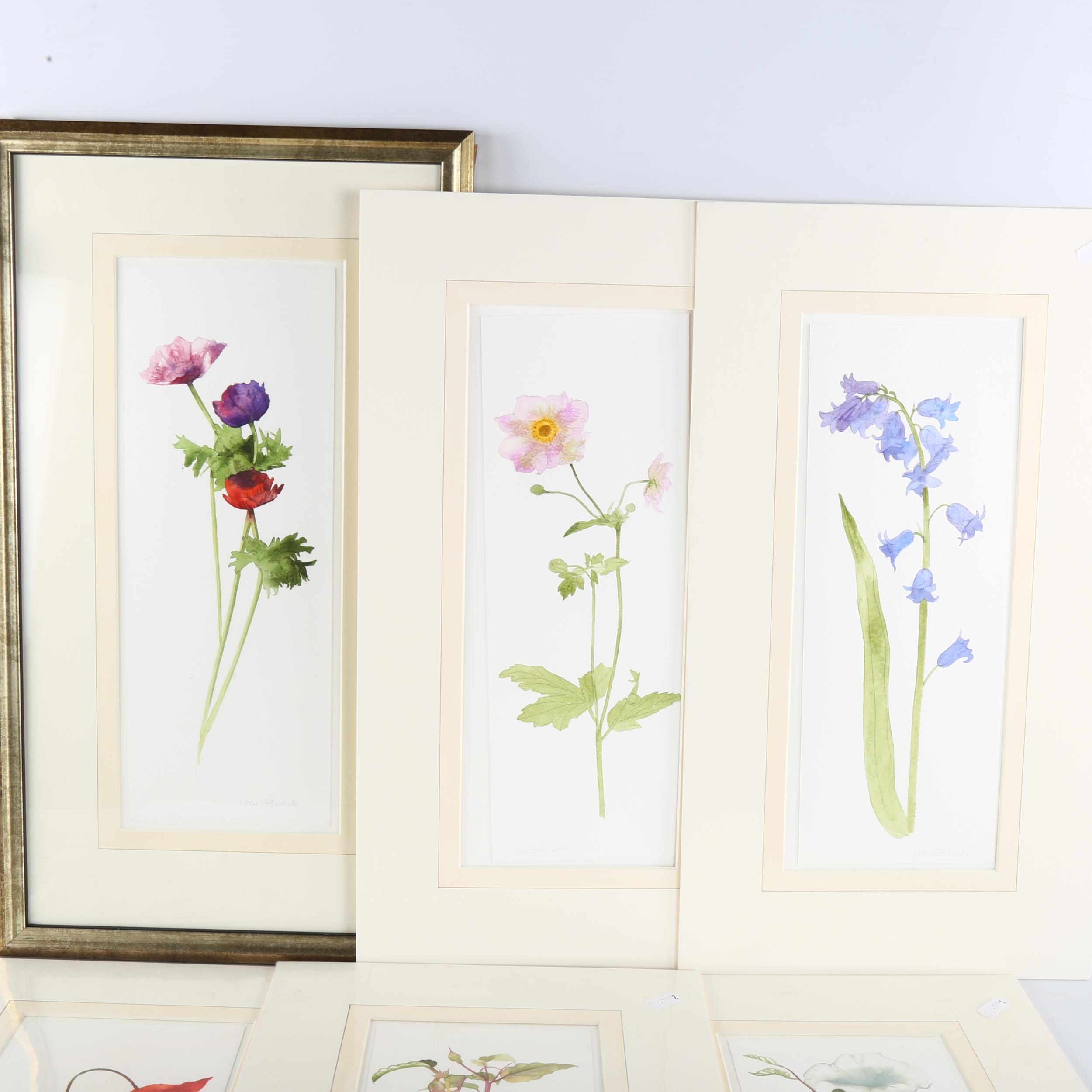 Jane Edmonds | a group of 6 watercolour botanical studies | MutualArt
