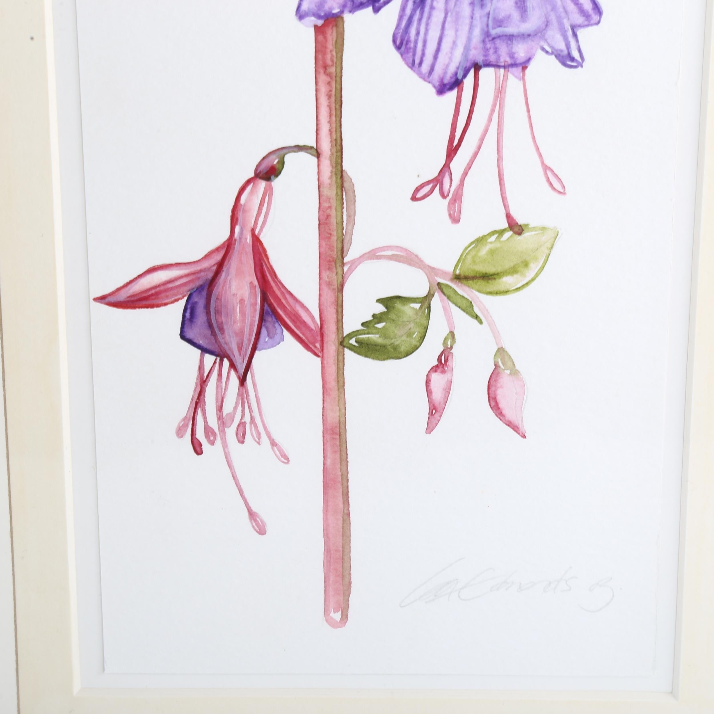 Jane Edmonds | a group of 6 watercolour botanical studies | MutualArt