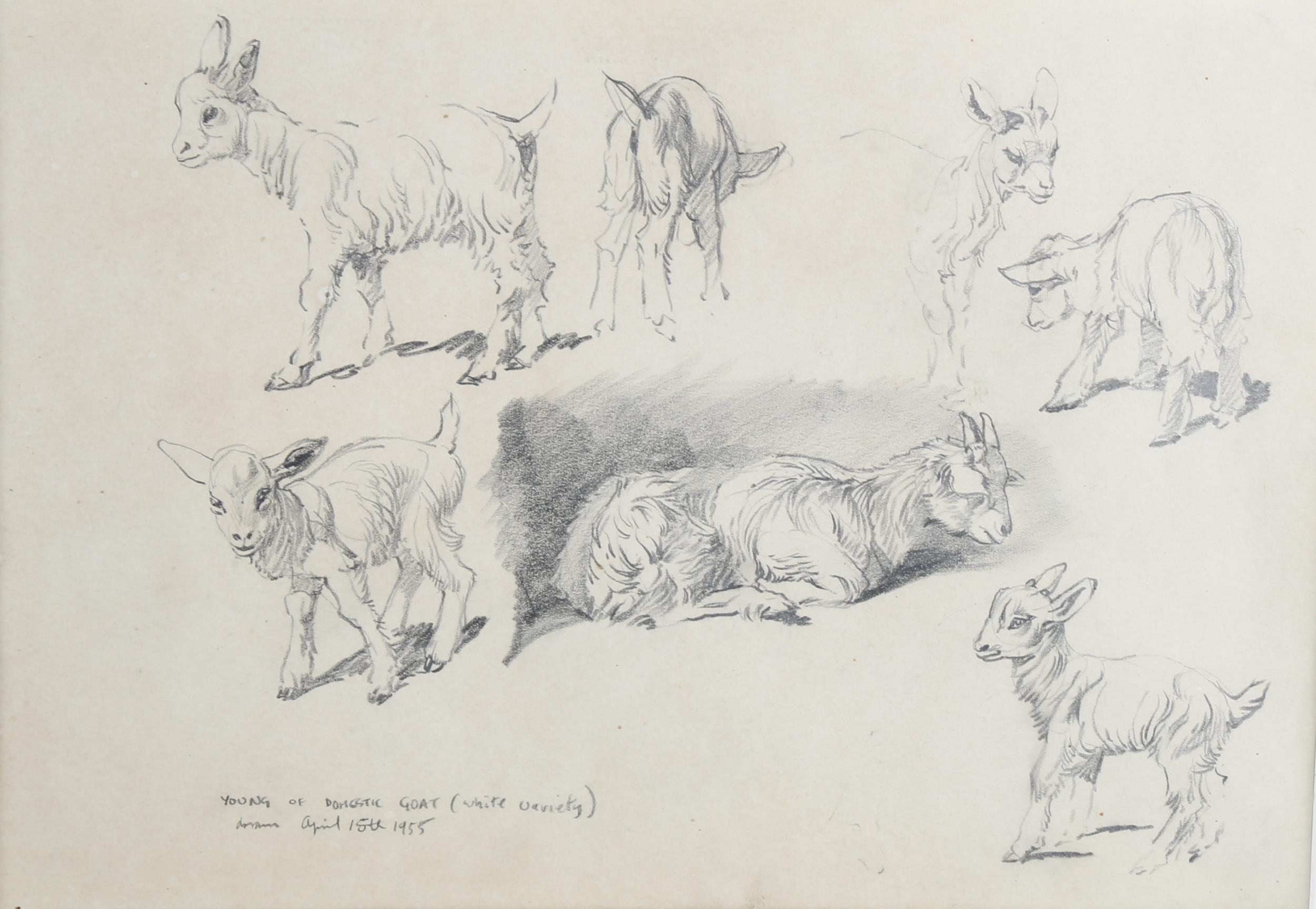 Raymond Sheppard | 5 various animal studies | MutualArt