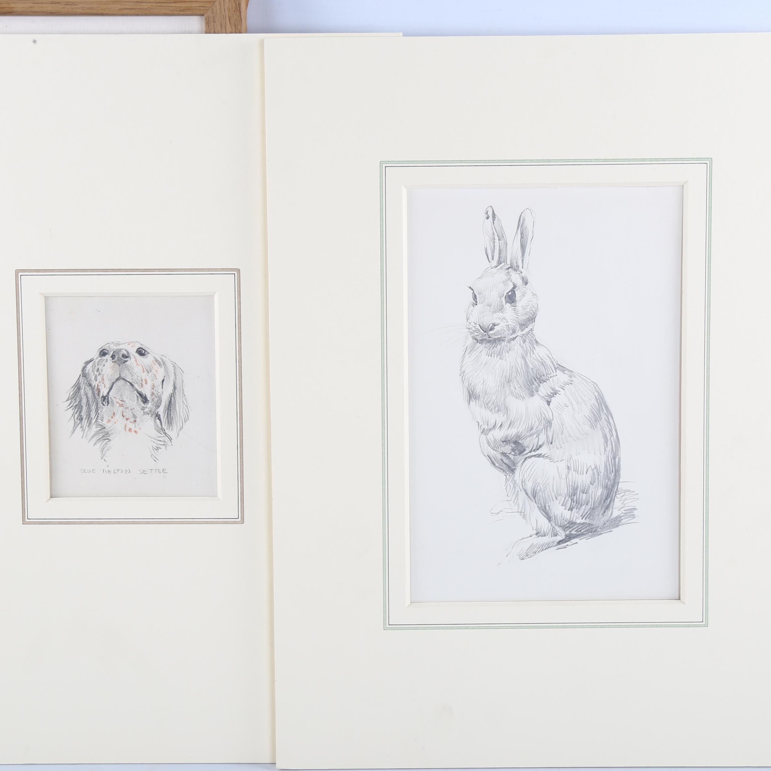 Raymond Sheppard | 5 various animal studies | MutualArt